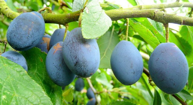 Aylesbury Prune - Wikipedia, la enciclopedia libre