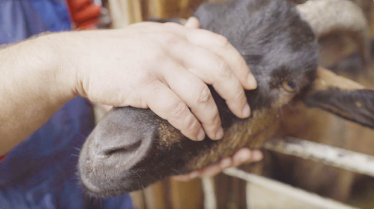 Goats, Milk, Mountain: Taste of the Macedonian Meadow - Slow Food in the UK